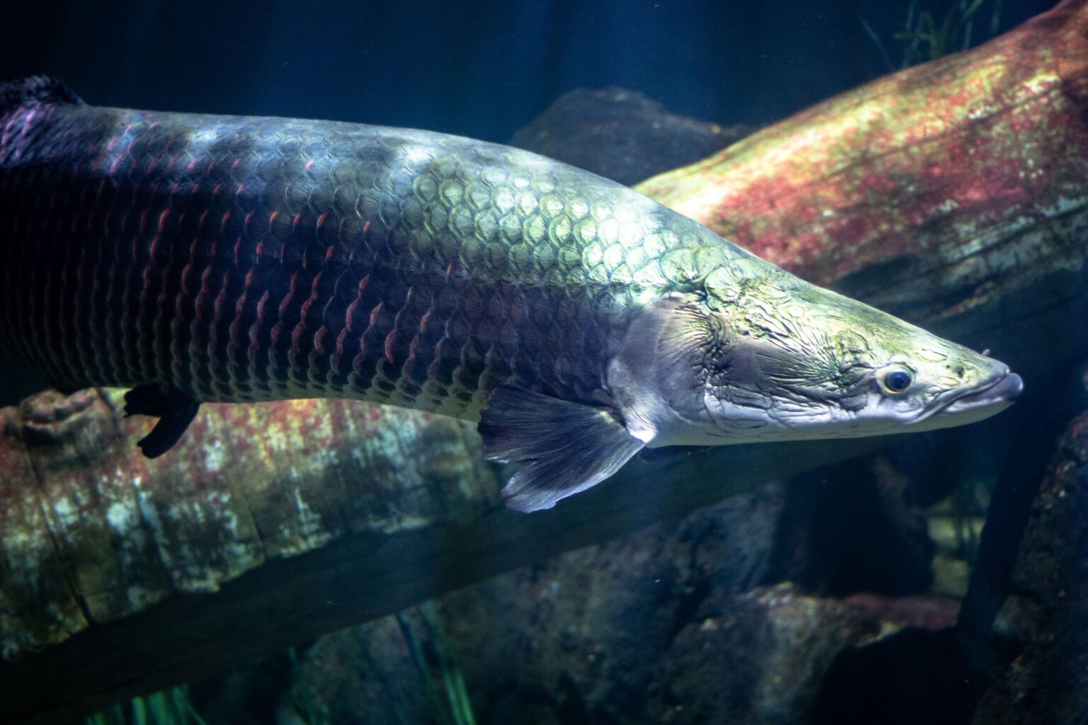 【日本三大怪魚】アカメが展示されている水族館7選！